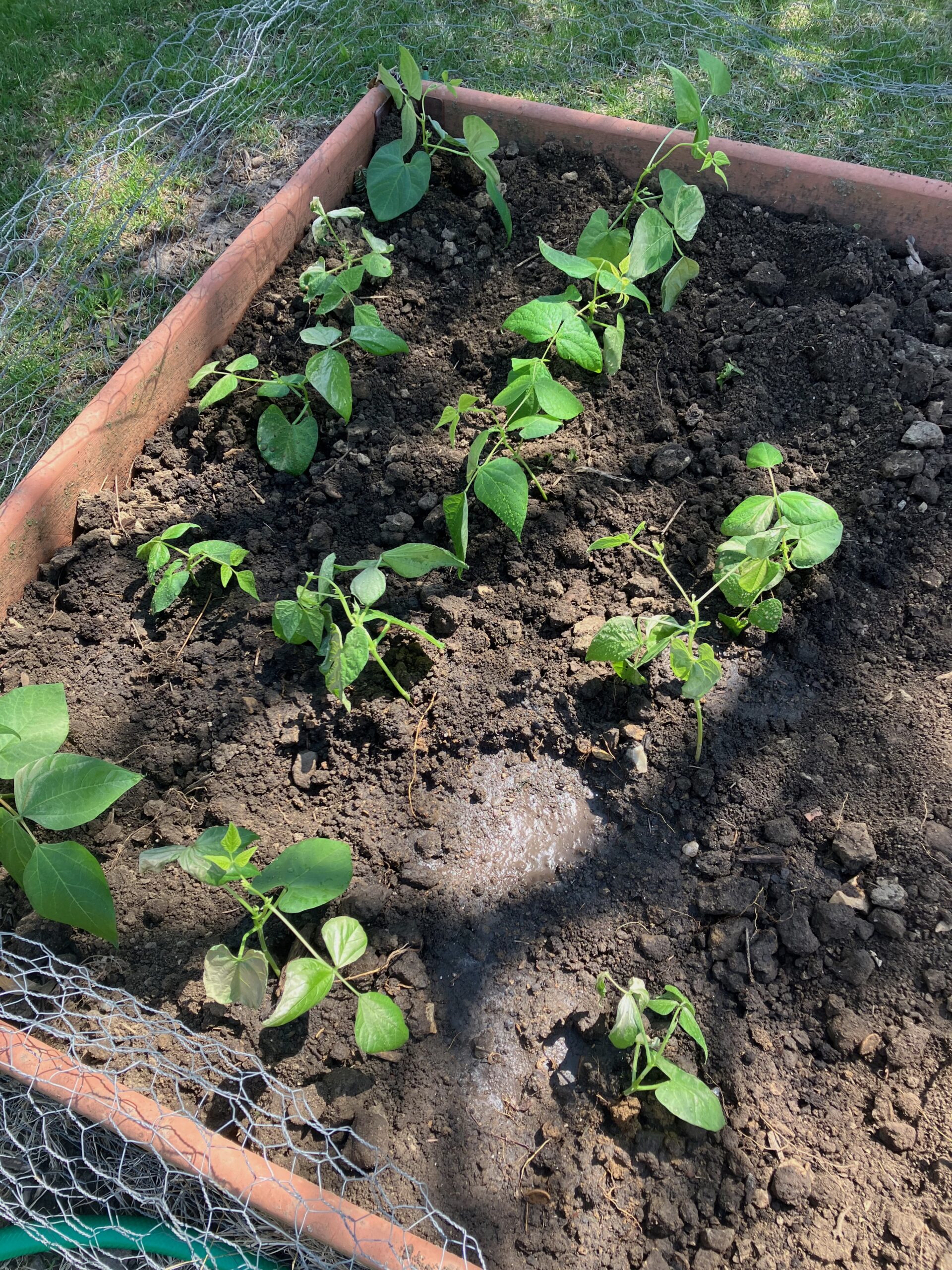 Lessons from the Garden: Patience · Come Alive