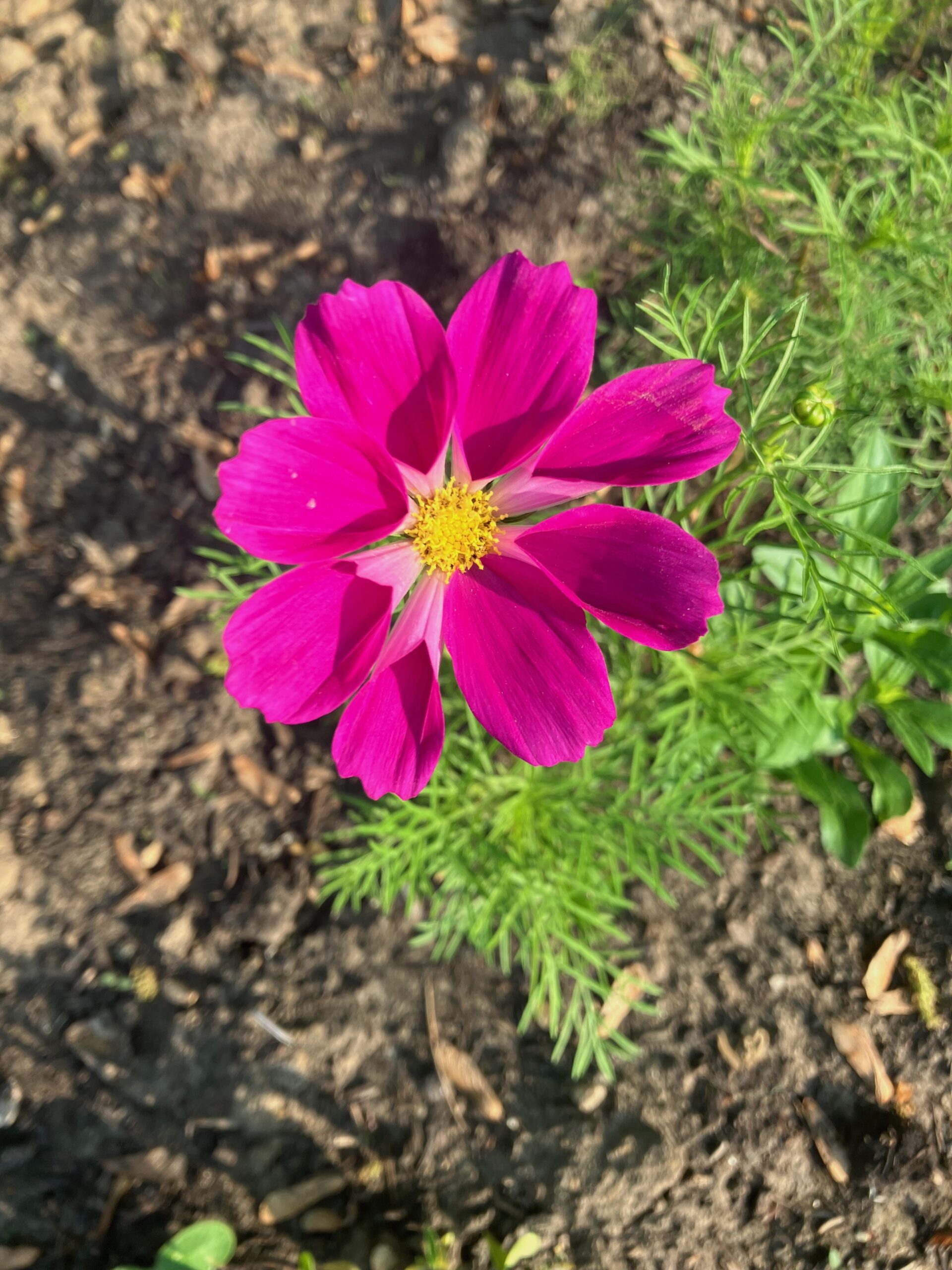 Lessons from the Garden: Patience · Come Alive