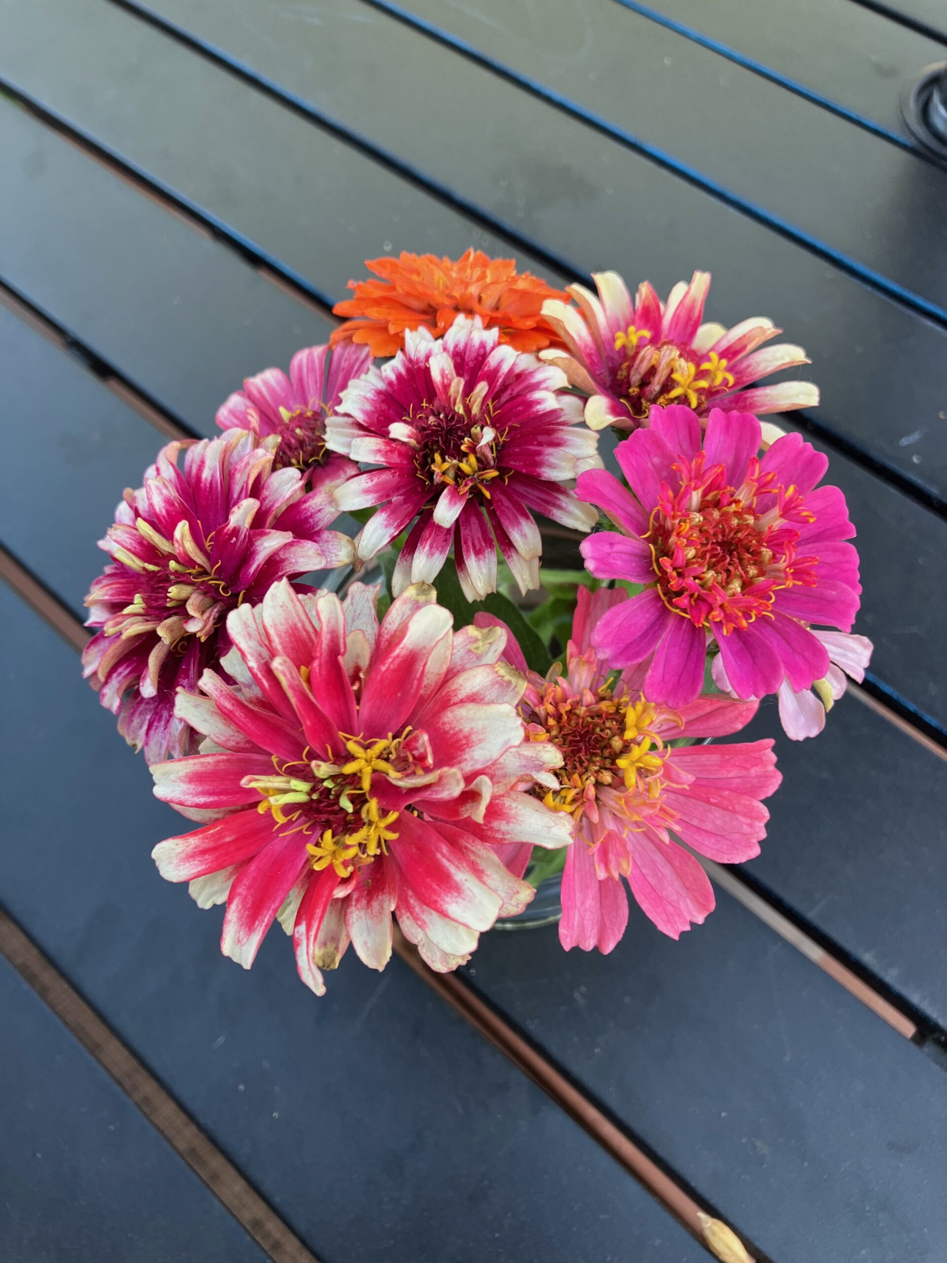 Lessons from the Garden: Patience · Come Alive